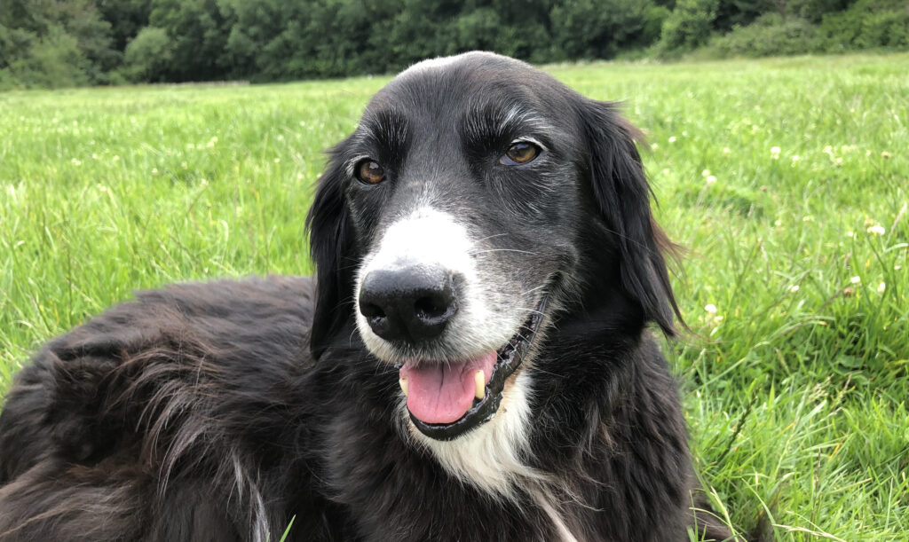 Farewell to my Princess Diana dog - UnHerd