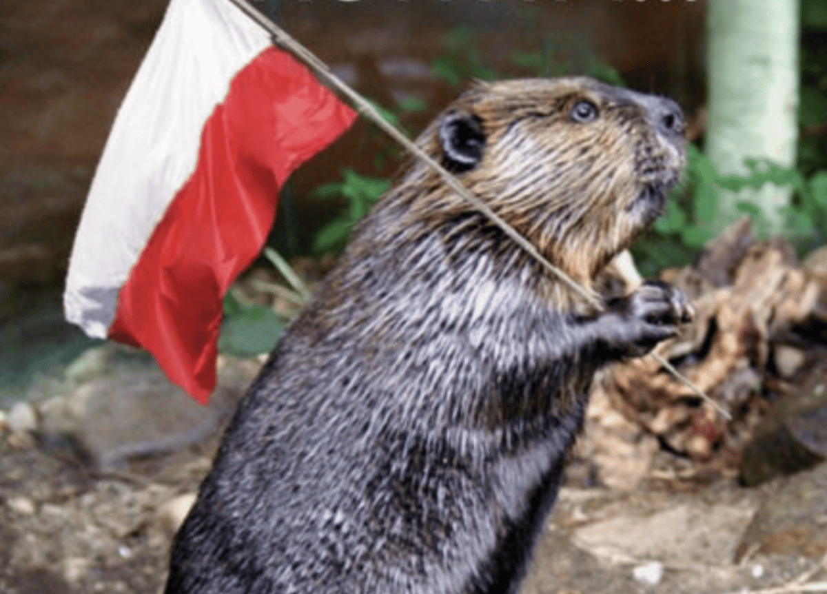 How Gen Z fell for Poland's memes - UnHerd